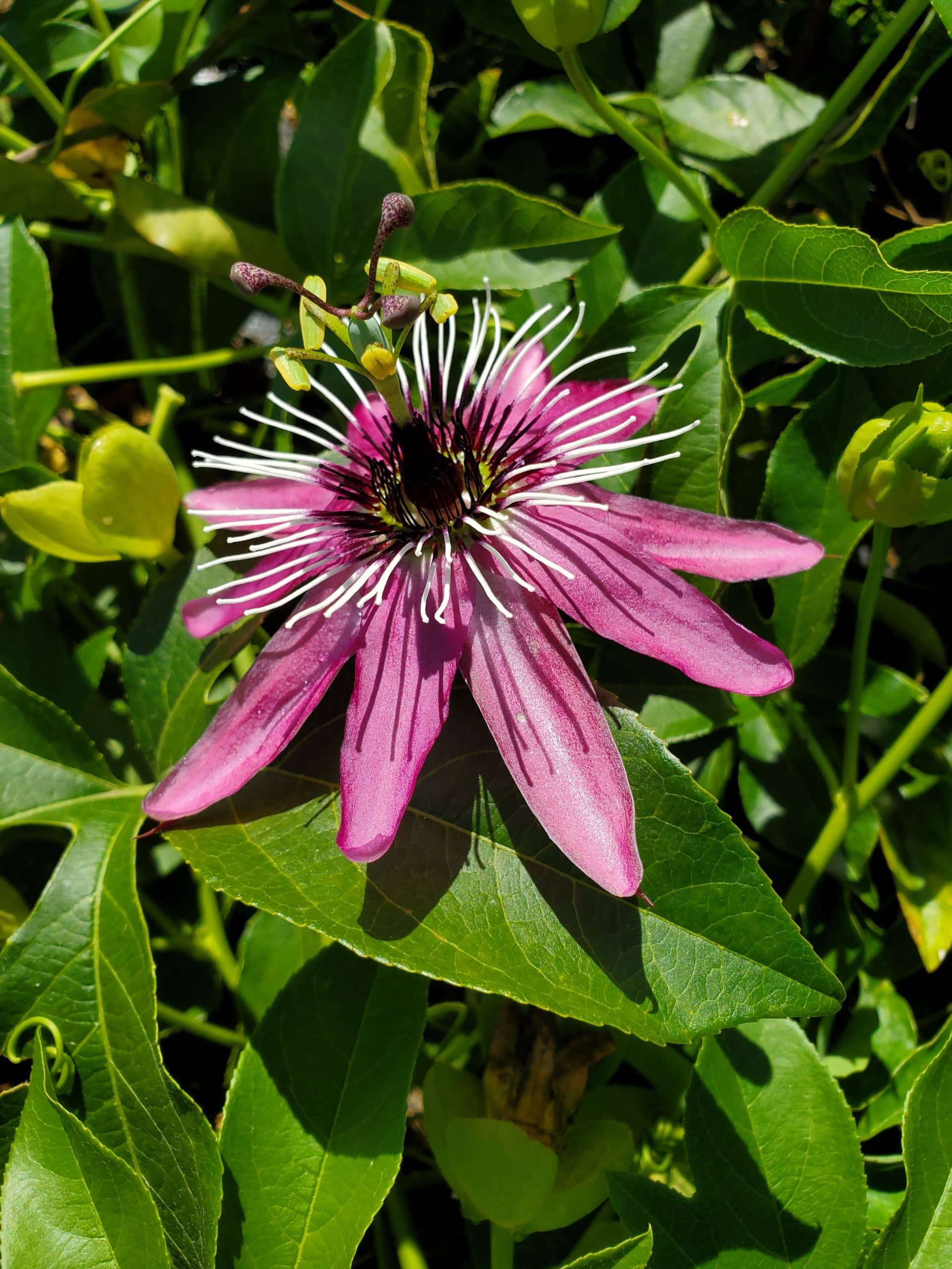 What Passion Flower is the Best?? | Snowdrop Farm