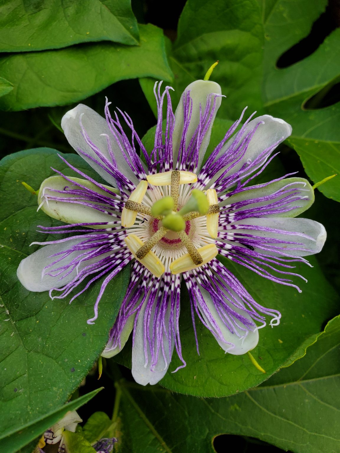 Passiflora incarnata | Snowdrop Farm