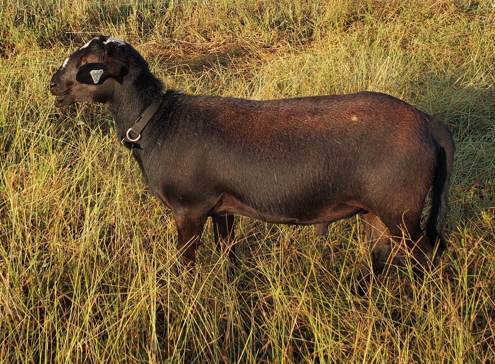 Enhancing Livestock Performance: The Importance of Breeding Stock ...