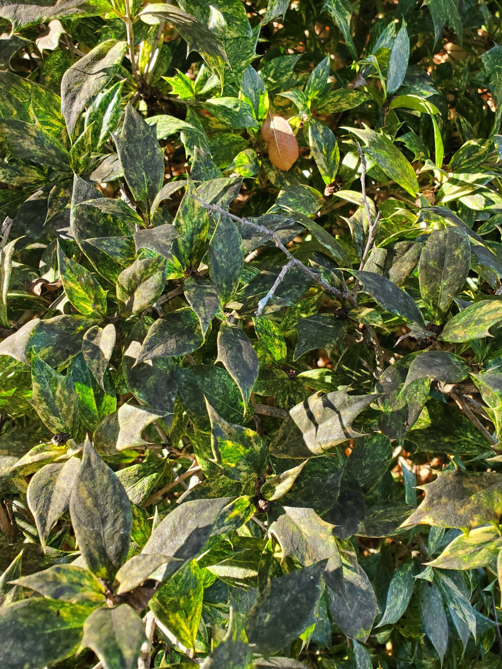 How To Help Plants Blackened By Sooty Mold | Snowdrop Farm