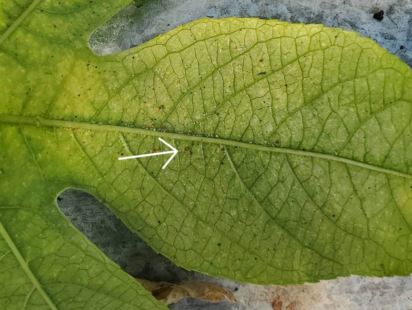 How To Spot and Control Spider Mites| Snowdrop Farm