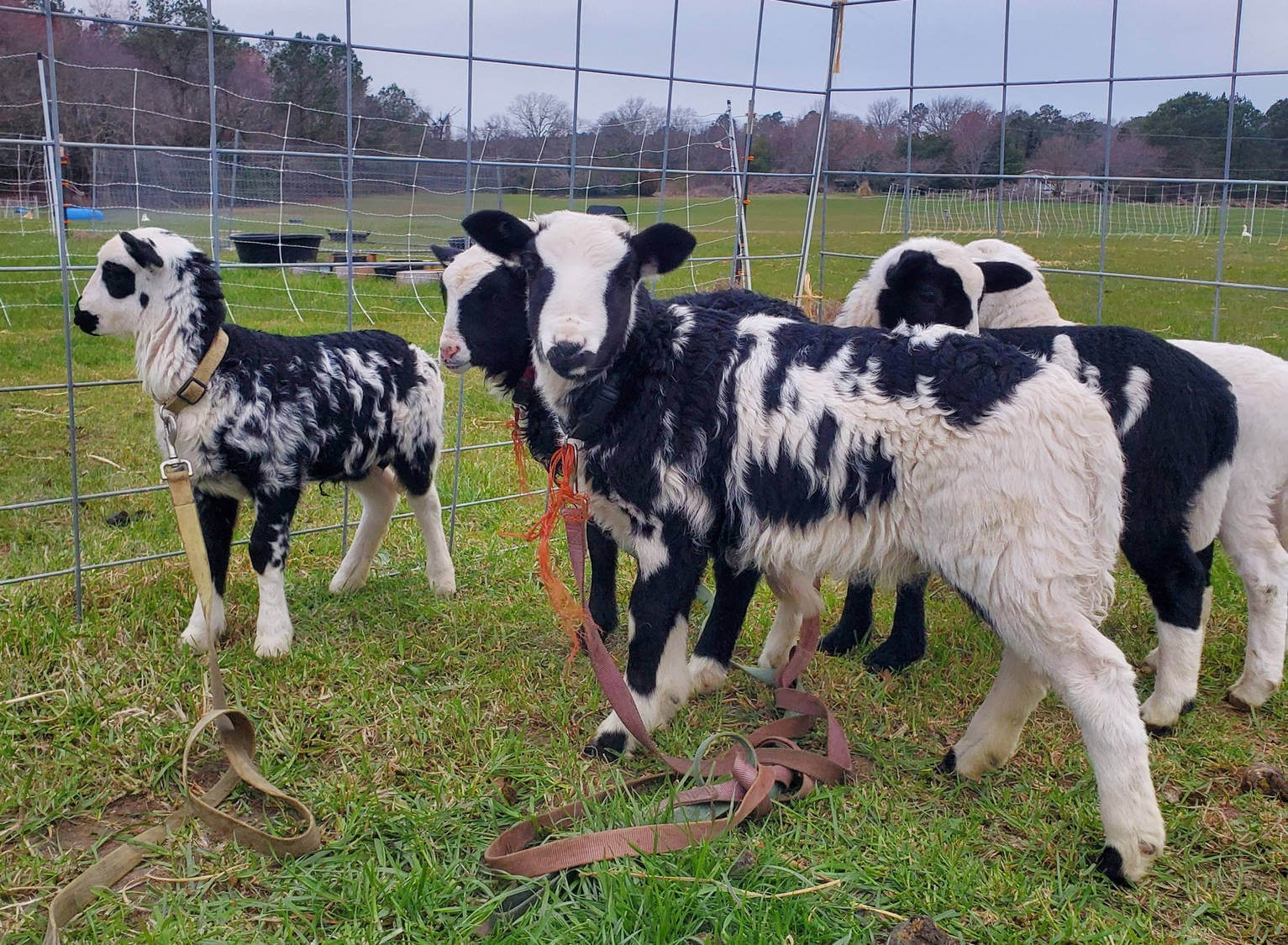 A Quick Look At Sheep Coat Color Genetics | Snowdrop Farm