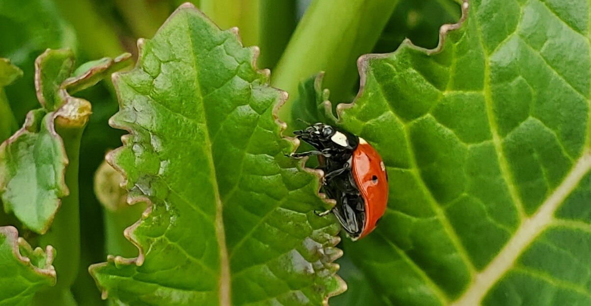 Pesticides Are Out. Biological Pest Control Is In. | Snowdrop Farm