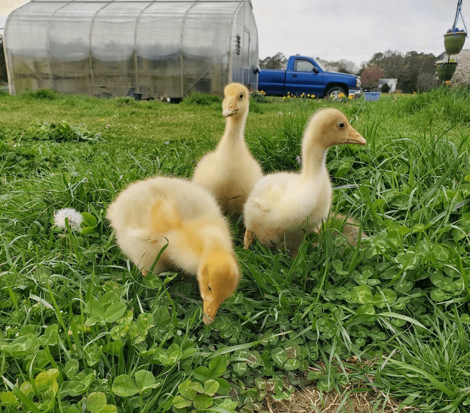 Incorporating Geese Into Your Homestead | Snowdrop Farm