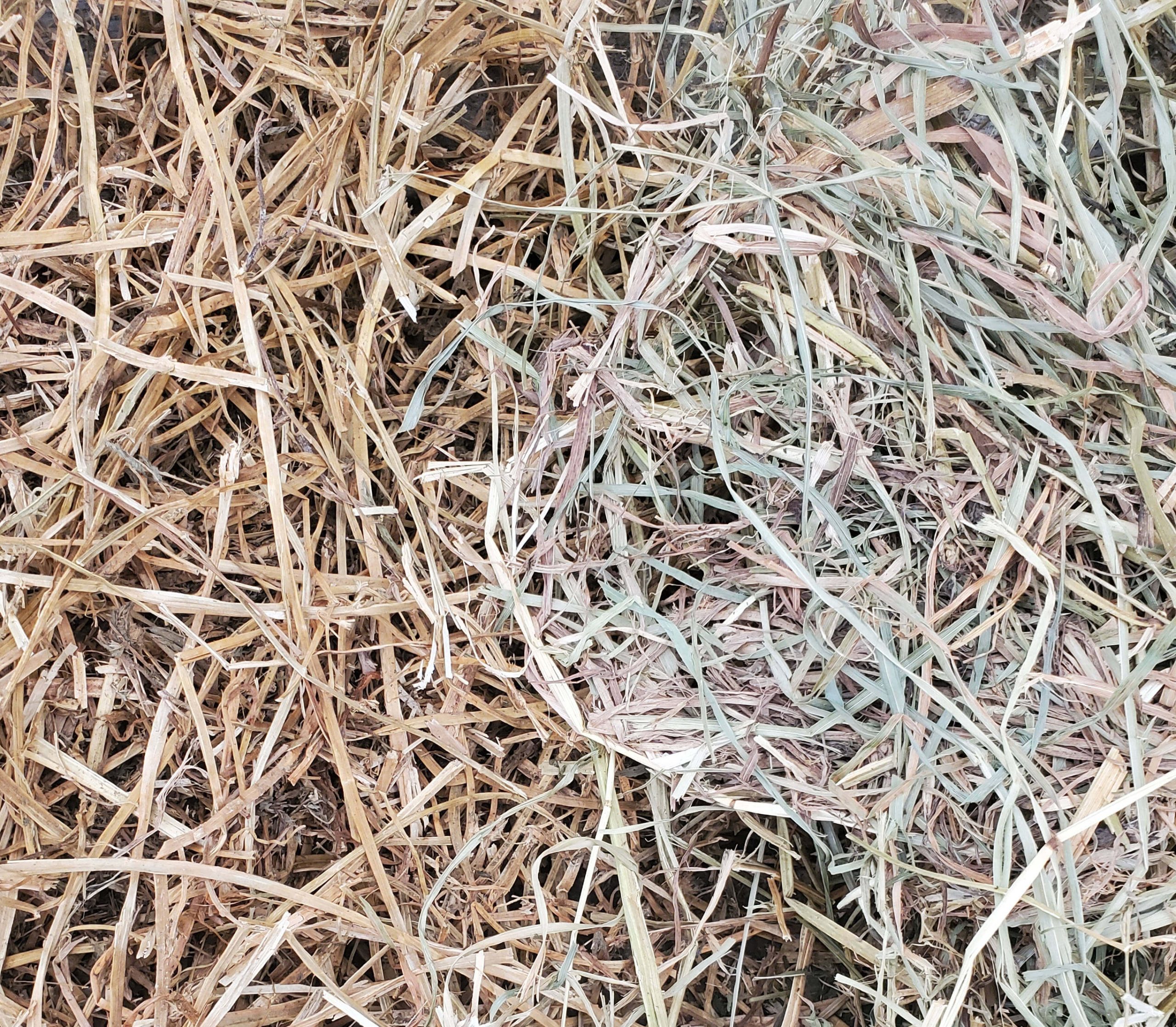 How To Select Good Hay For Your Sheep | Snowdrop Farm