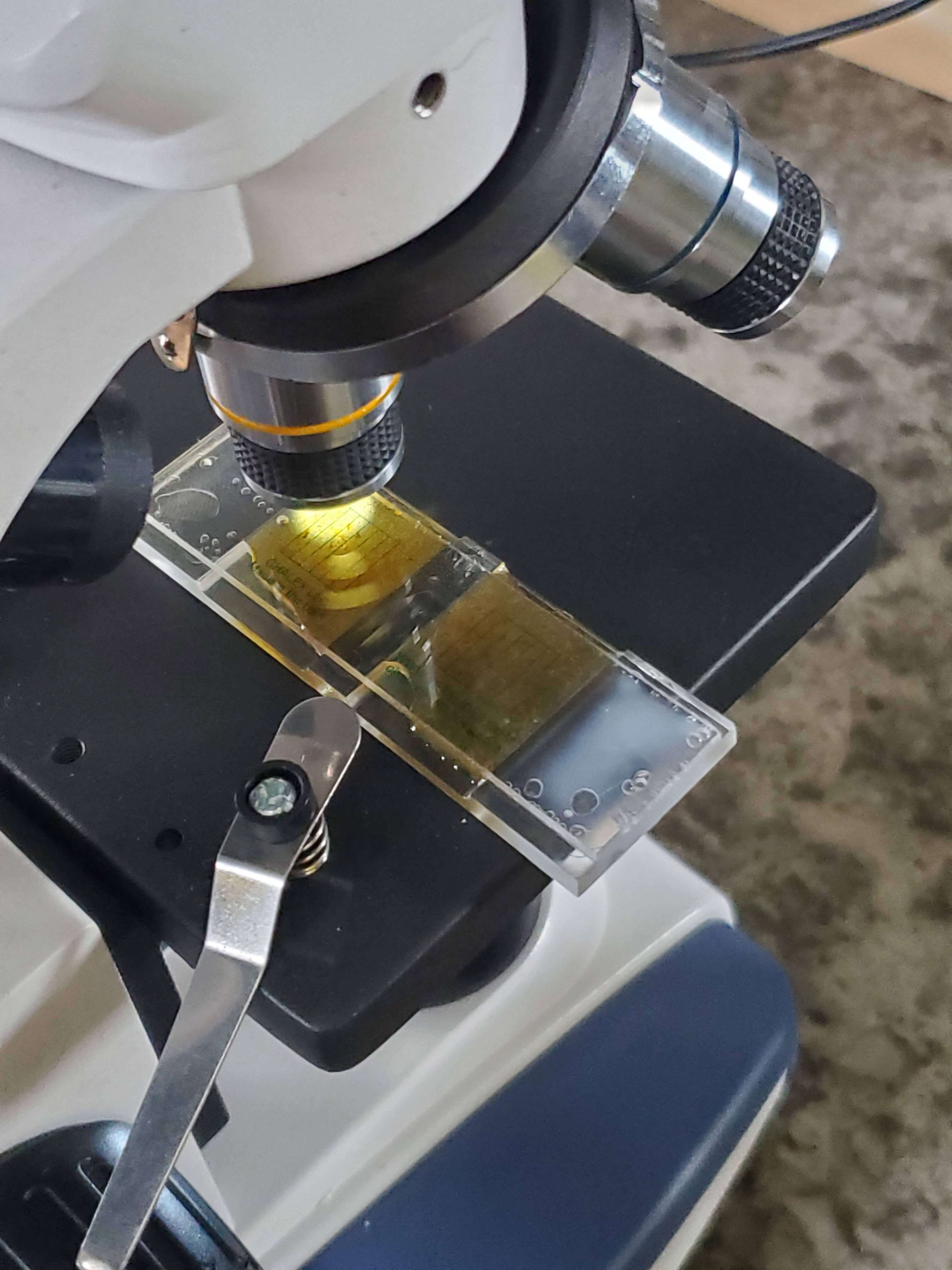 How To Do A Fecal Egg Count At Home | Snowdrop Farm