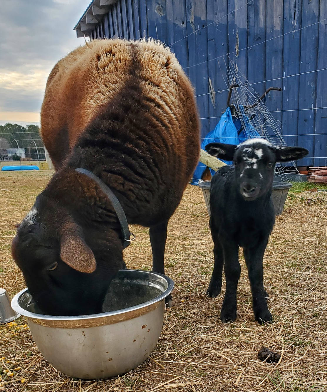 Choosing The Right Mineral Mix For Your Sheep | Snowdrop Farm