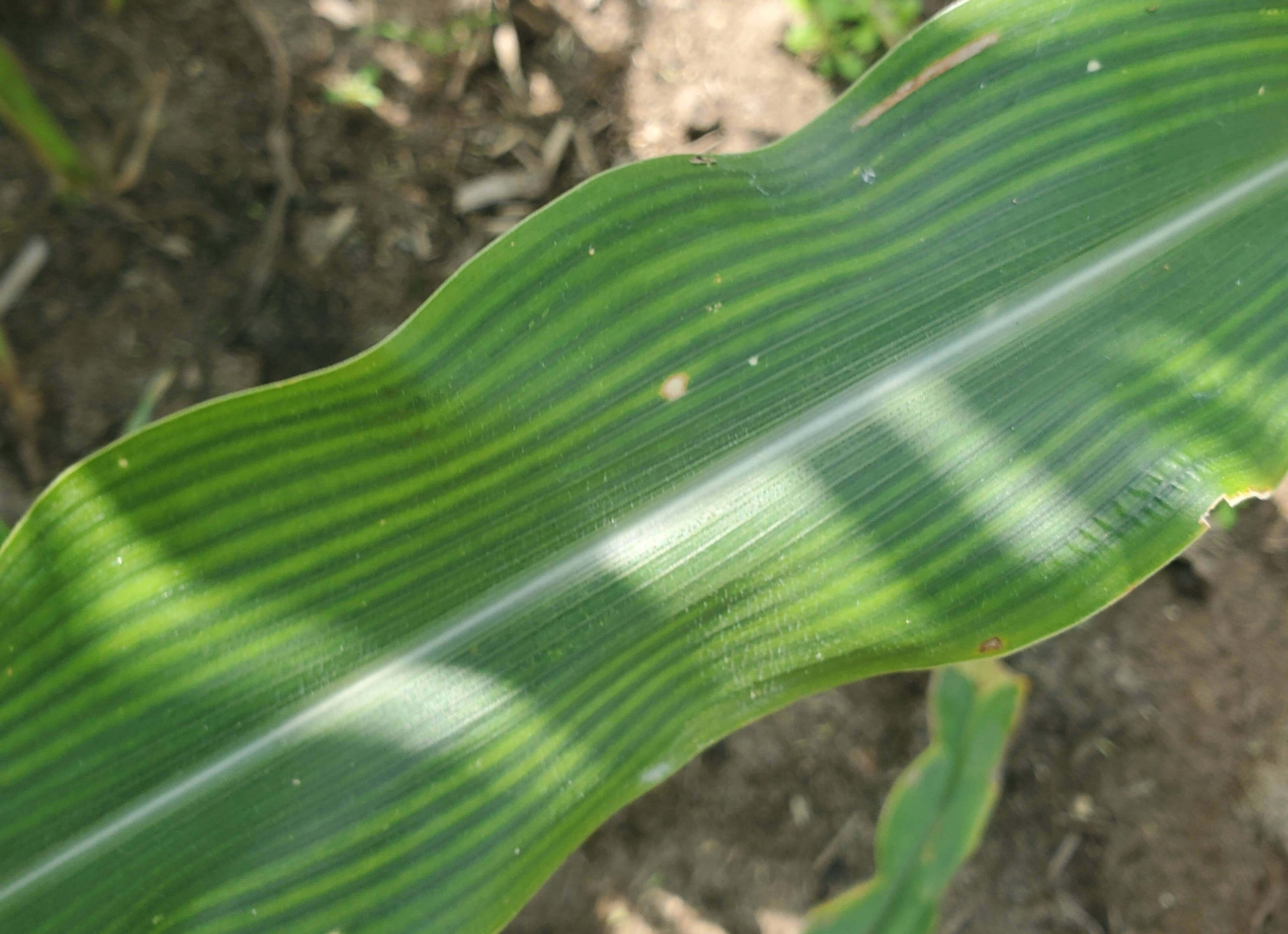 How To Recognize Sulfur Deficiency In Plants | Snowdrop Farm