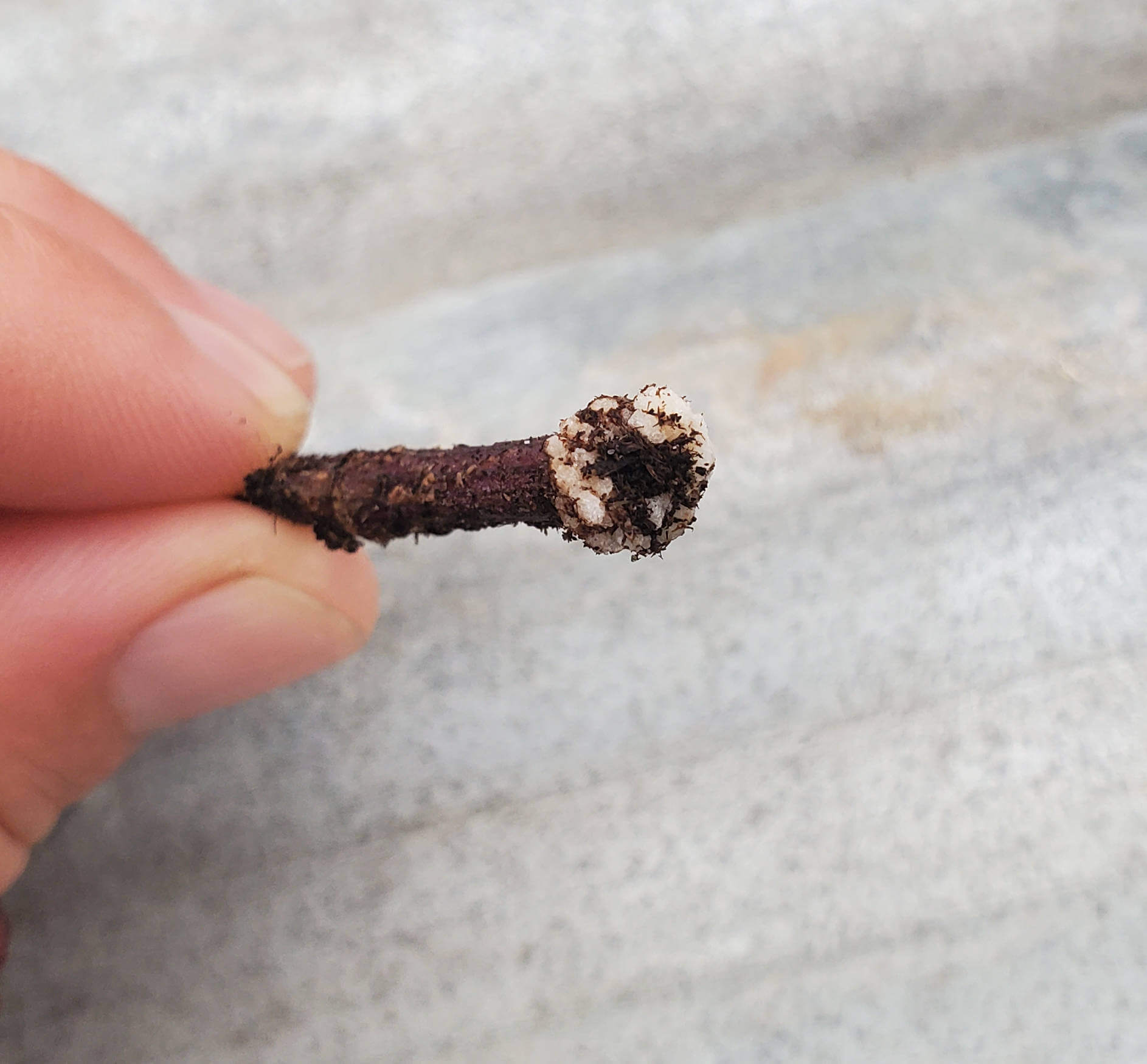 How To Propagate Plants Part 2: Cuttings | Snowdrop Farm