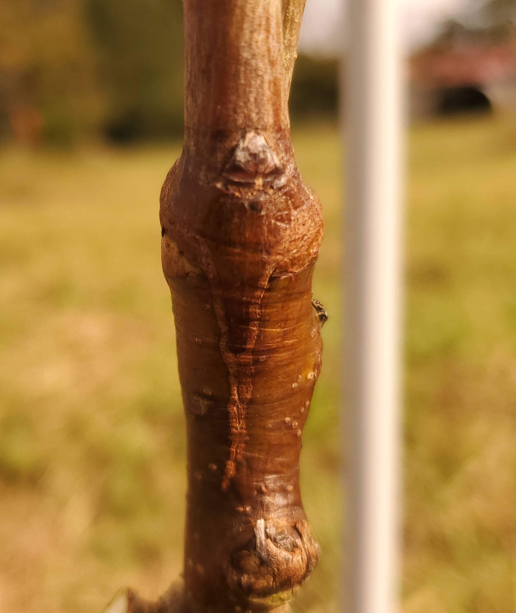 How To Propagate Plants Part 3: Grafting | Snowdrop Farm