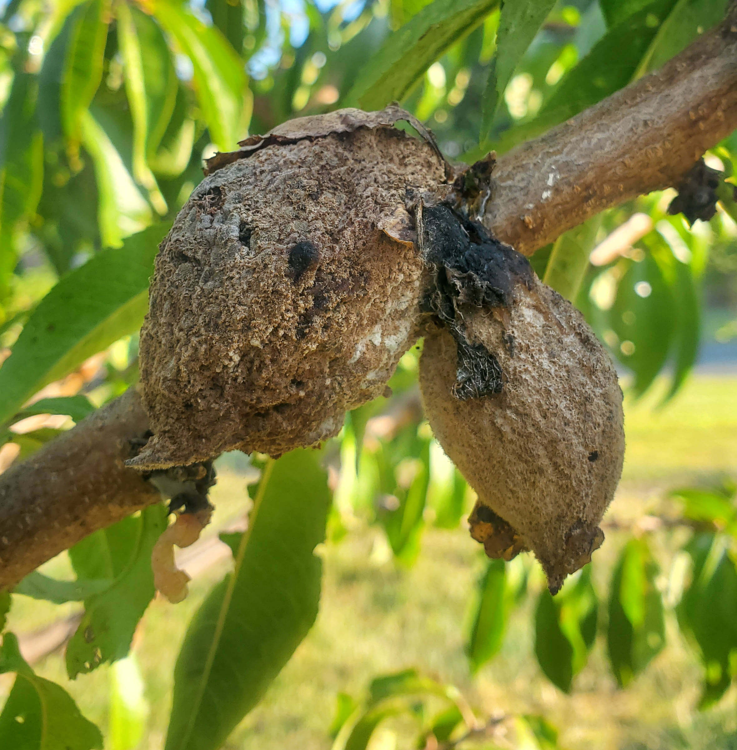 Brown Rot: The Bane of Growing Stone Fruit | Snowdrop Farm
