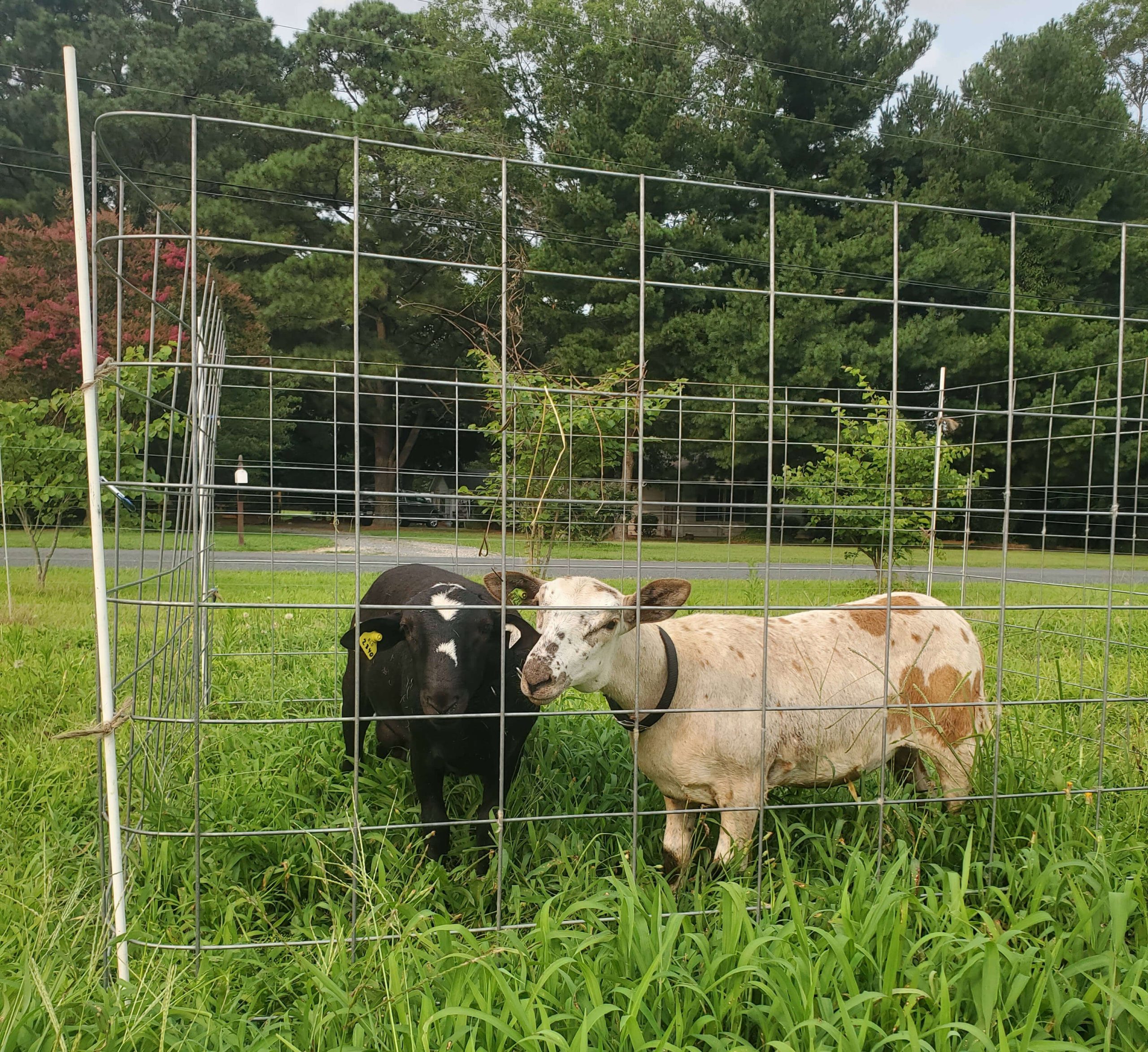 Quarantine: An Important Protection For Your Sheep | Snowdrop Farm