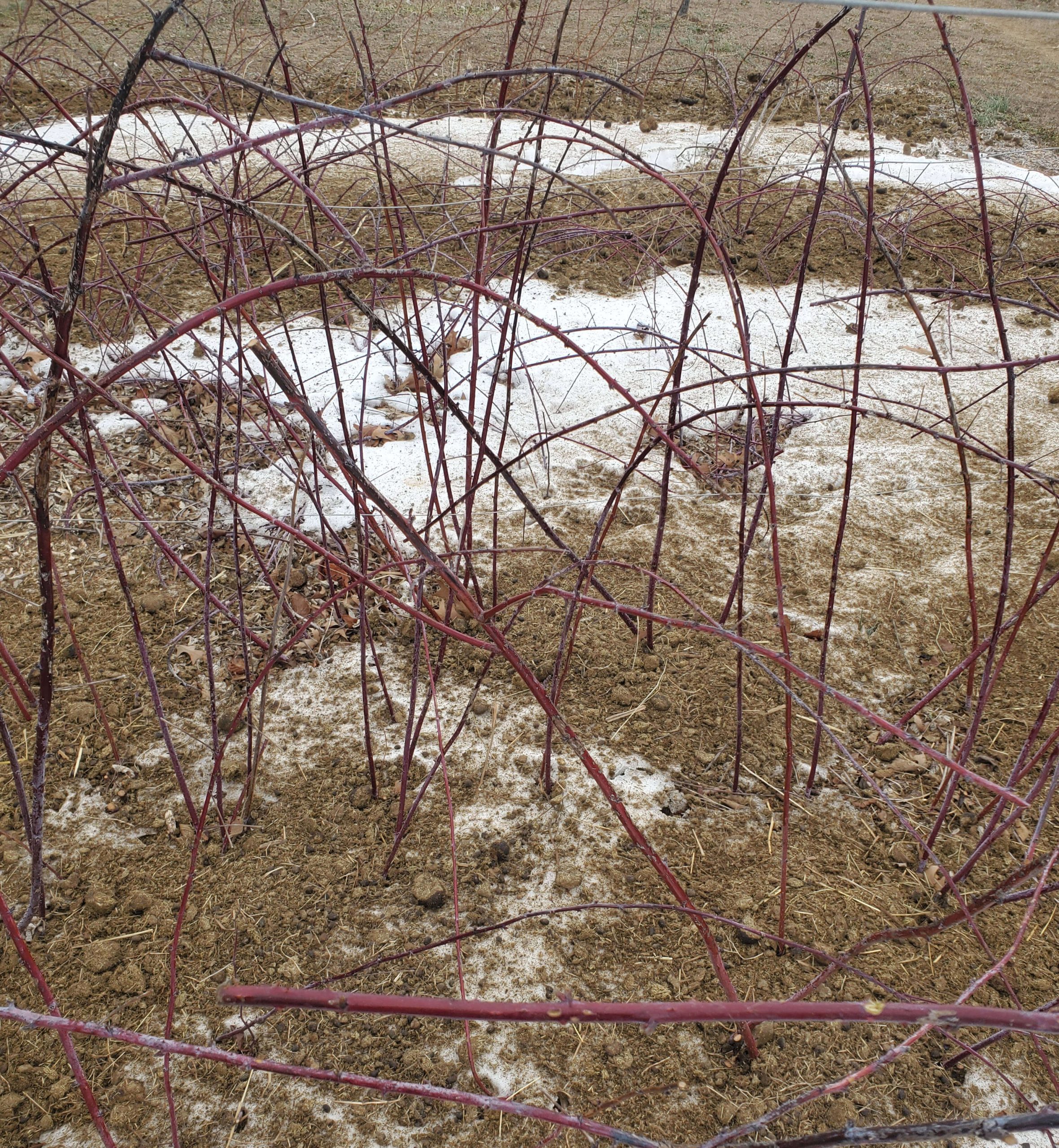 How To Prune Brambles–Your Blackberries and Raspberries | Snowdrop Farm
