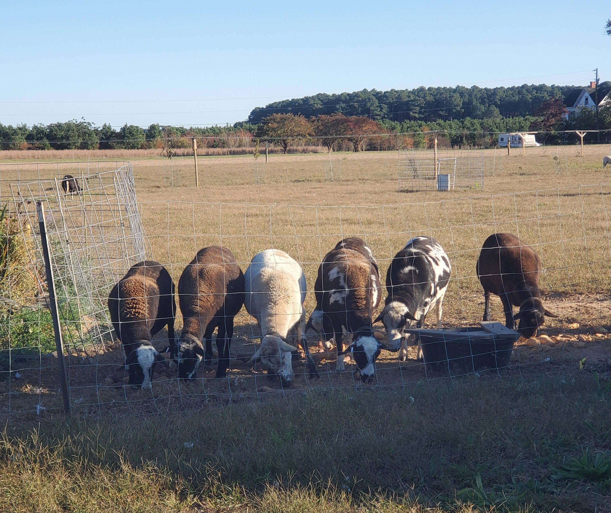 10 Terrific Reasons To Milk Your Katahdin Sheep | Snowdrop Farm